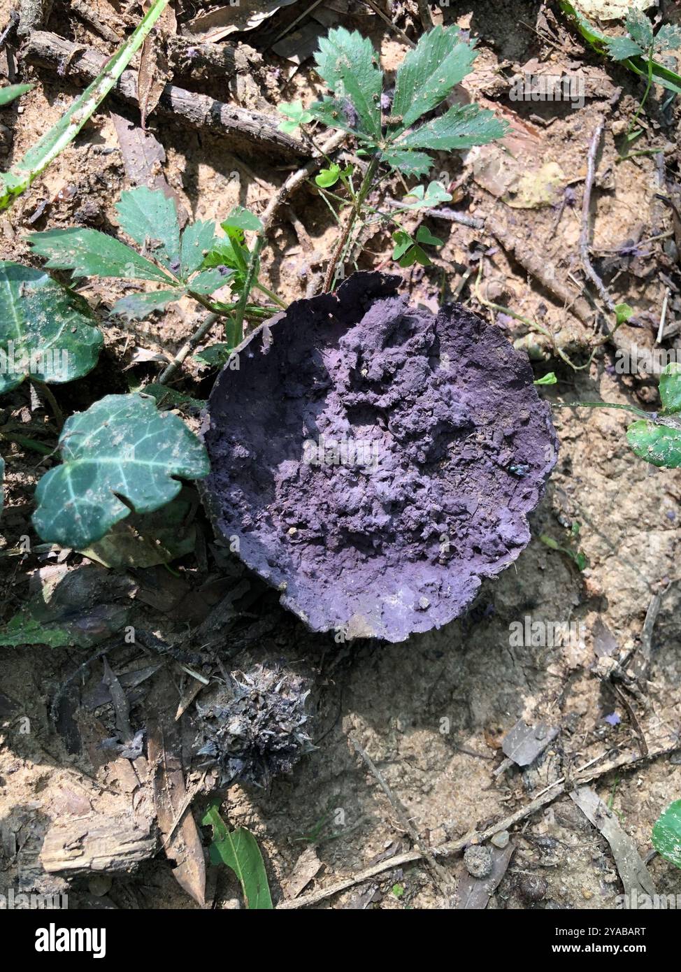 Purple-spored Puffball (Calvatia cyathiformis) Fungi Stock Photo - Alamy
