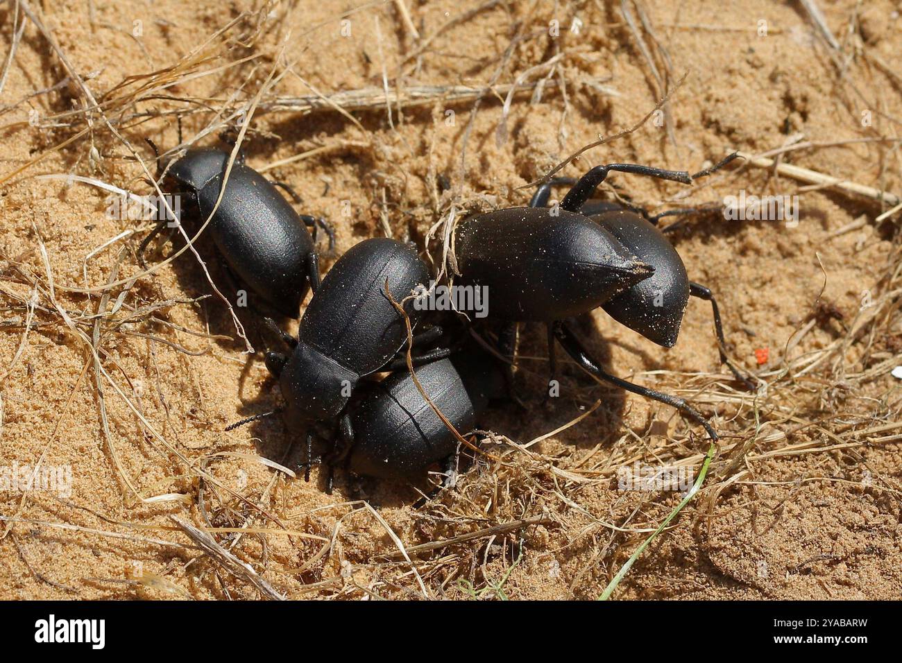 (Blaps parvicollis) Insecta Stock Photo - Alamy