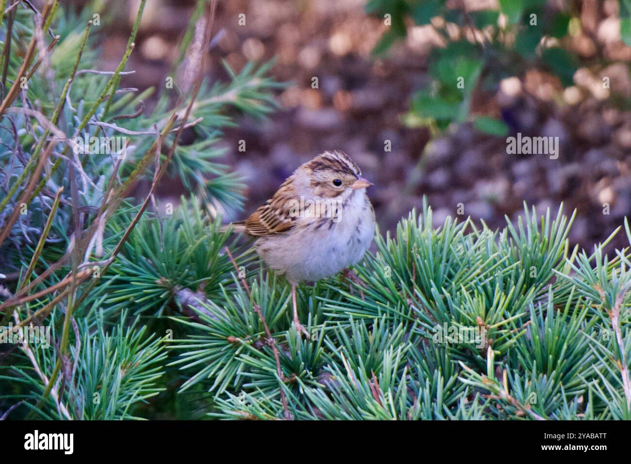 Clay-colored Sparrow (Spizella pallida) Aves Stock Photo - Alamy