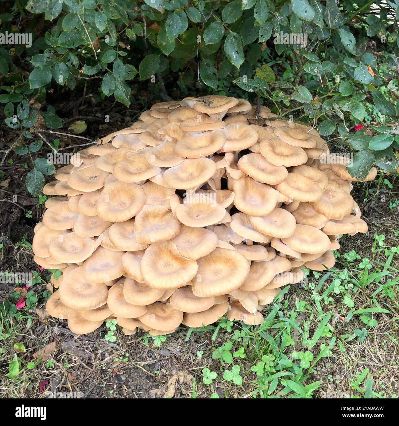 Ringless Honey Mushroom (Desarmillaria caespitosa) Fungi Stock Photo ...