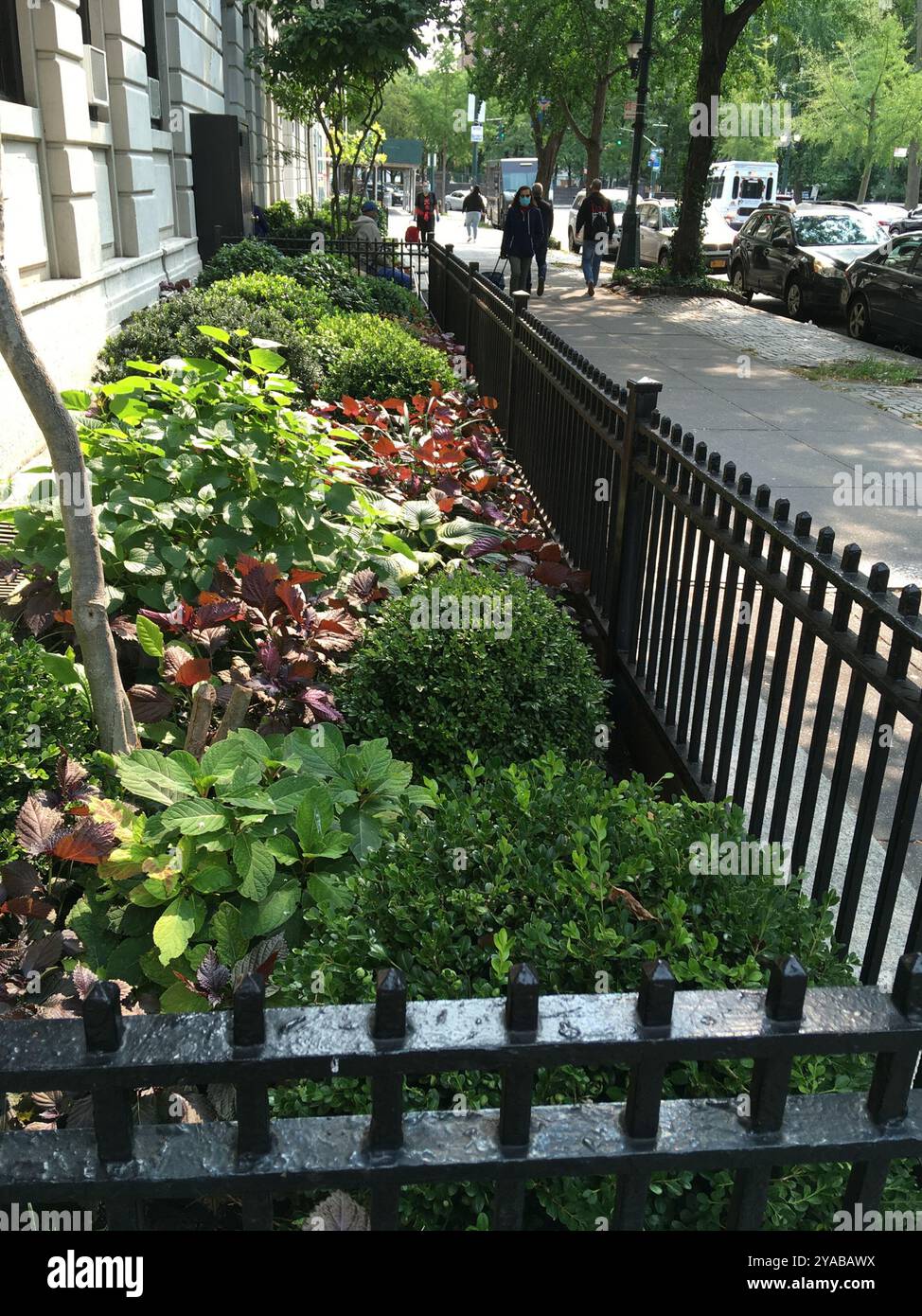 beefsteak plant (Perilla frutescens) Plantae Stock Photo - Alamy