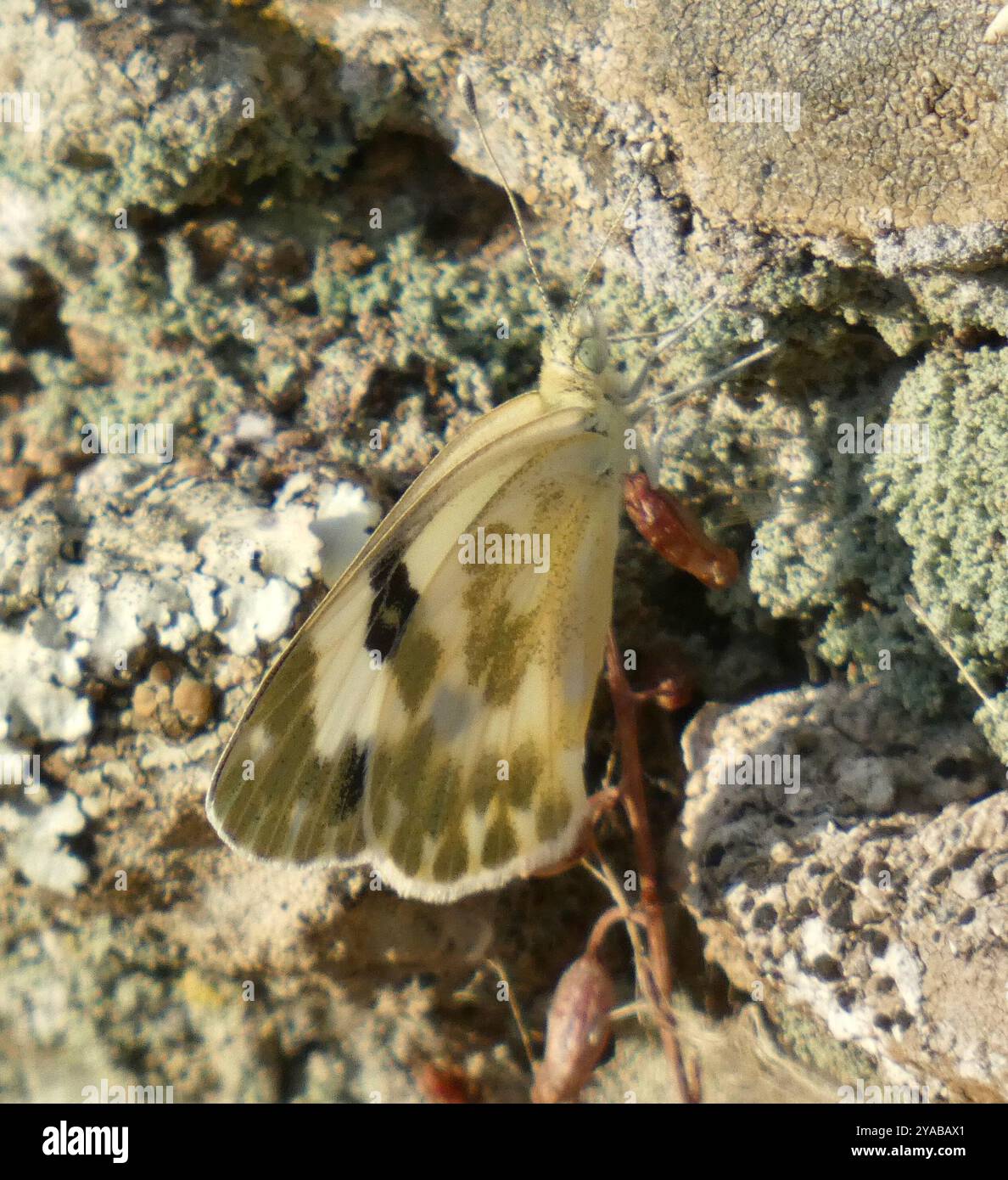 Bath White (Pontia daplidice) Insecta Stock Photo - Alamy