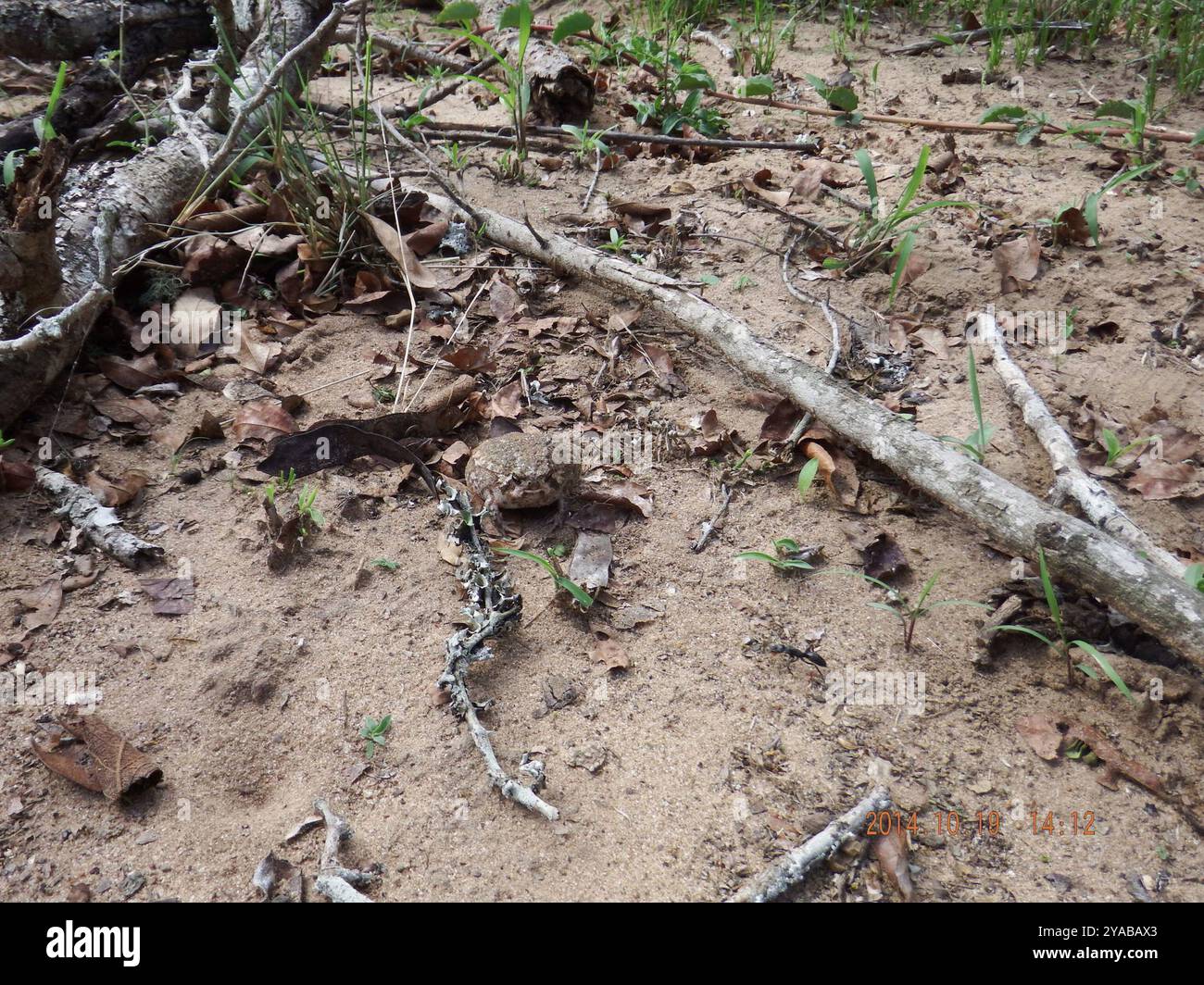Common Rain Frog (Breviceps adspersus) Amphibia Stock Photo - Alamy