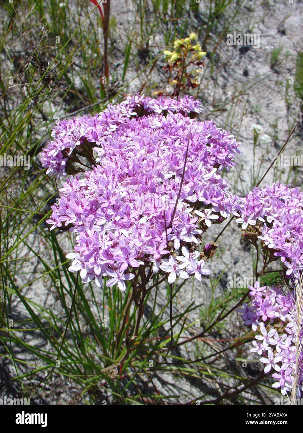 Rough Plampers (Corymbium africanum) Plantae Stock Photo - Alamy