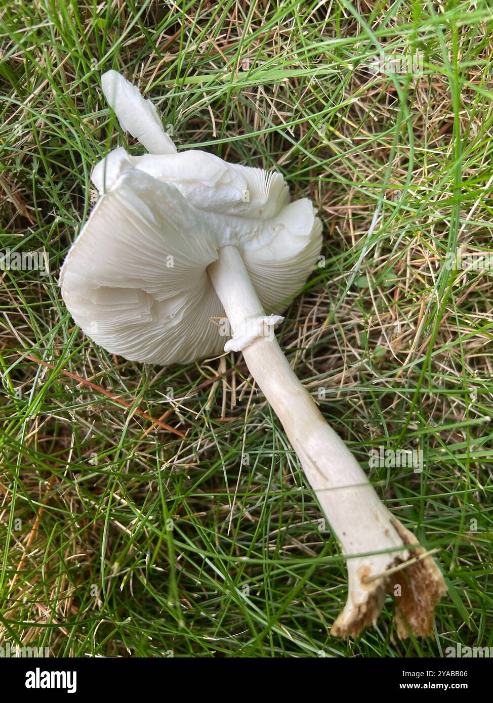 White Dapperling (Leucoagaricus leucothites) Fungi Stock Photo - Alamy