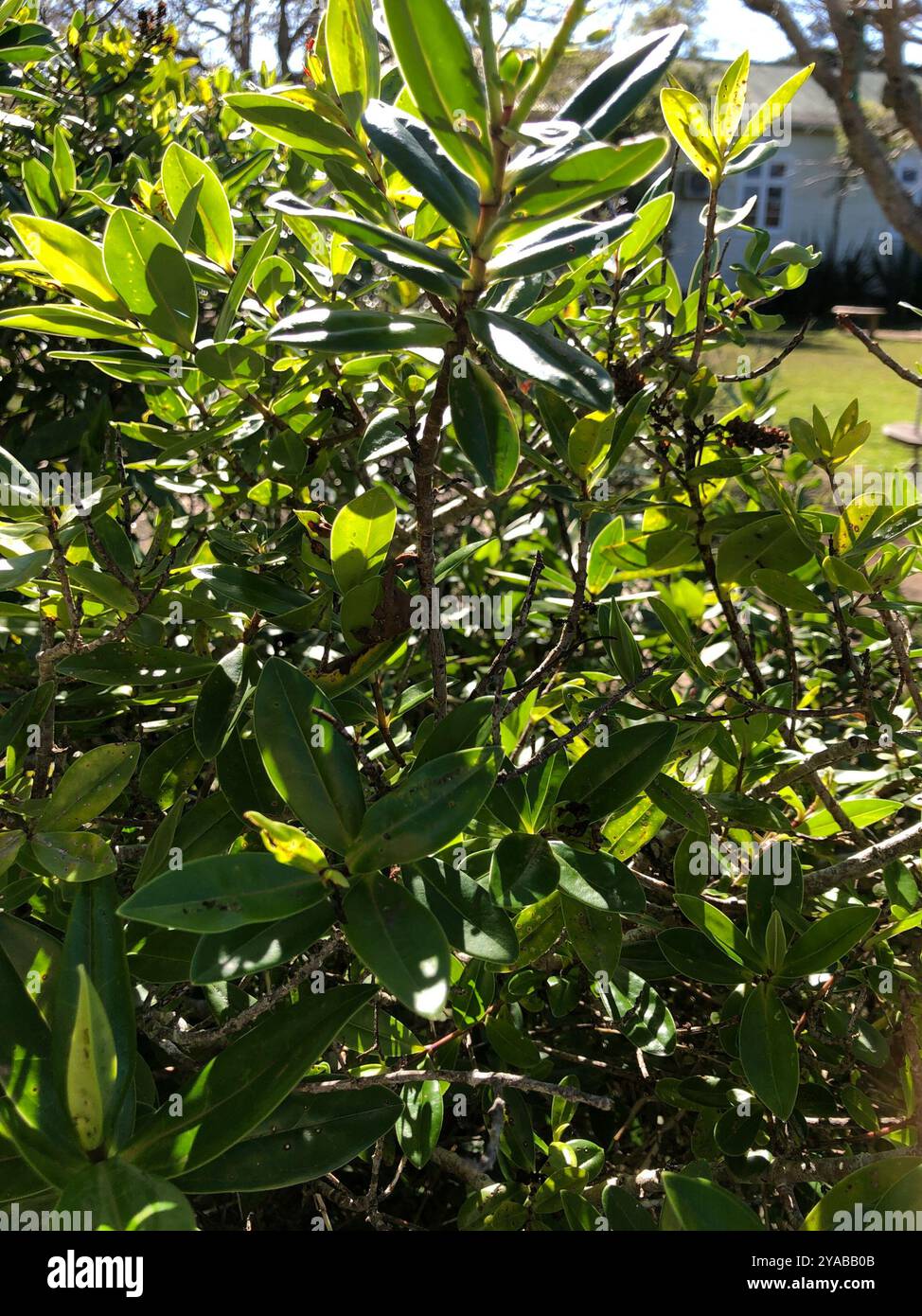 Koromiko (Veronica stricta) Plantae Stock Photo - Alamy