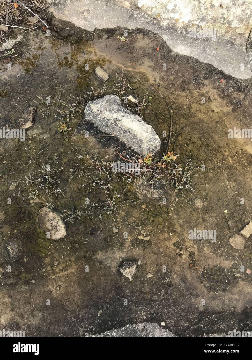 Bearded Flatsedge (Cyperus squarrosus) Plantae Stock Photo - Alamy