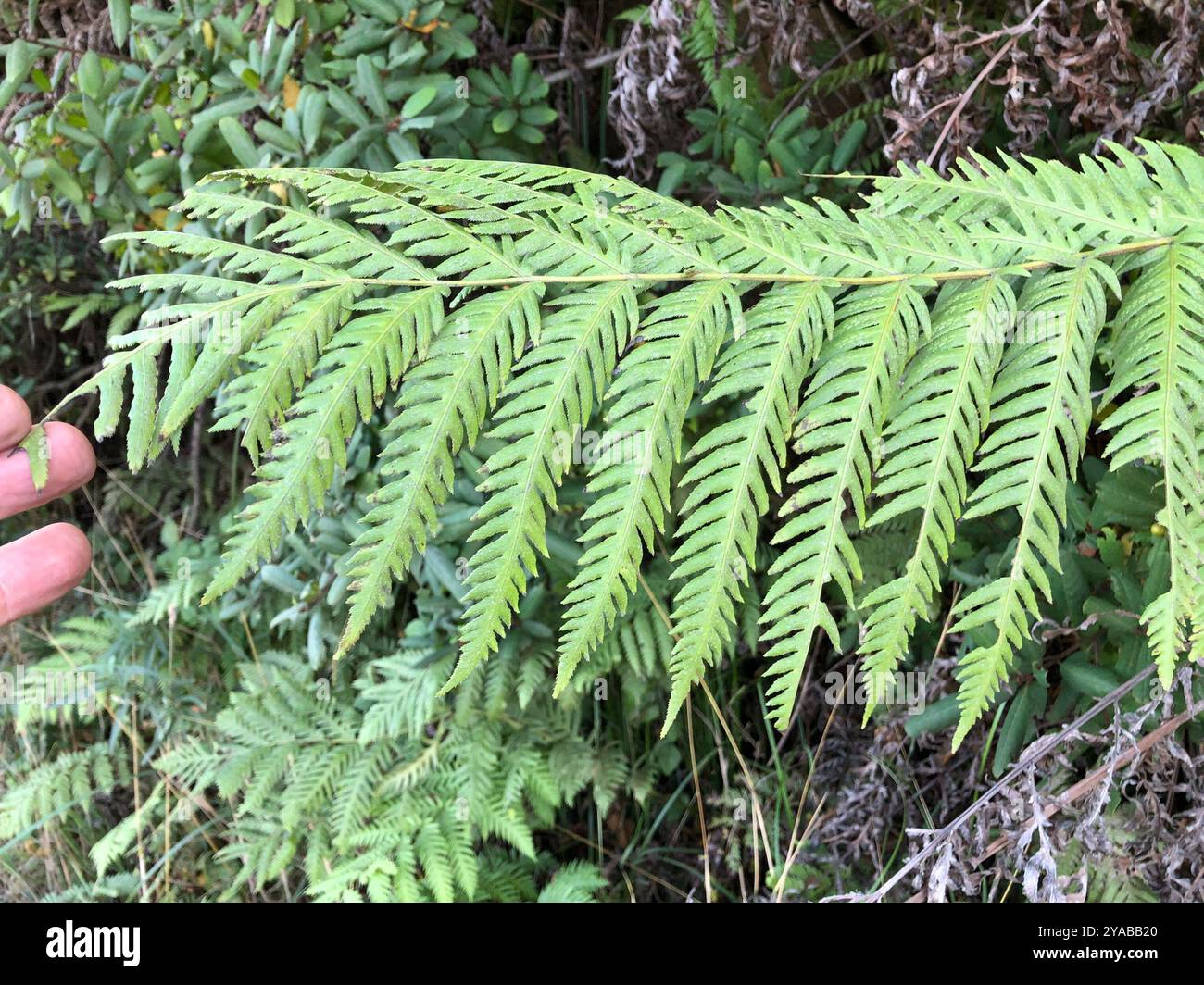 giant chain fern (Woodwardia fimbriata) Plantae Stock Photo - Alamy