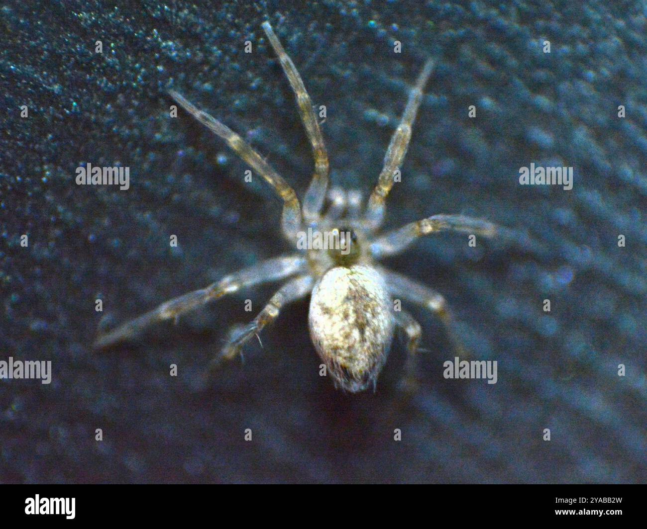 Wall Spiders (Oecobius) Arachnida Stock Photo - Alamy