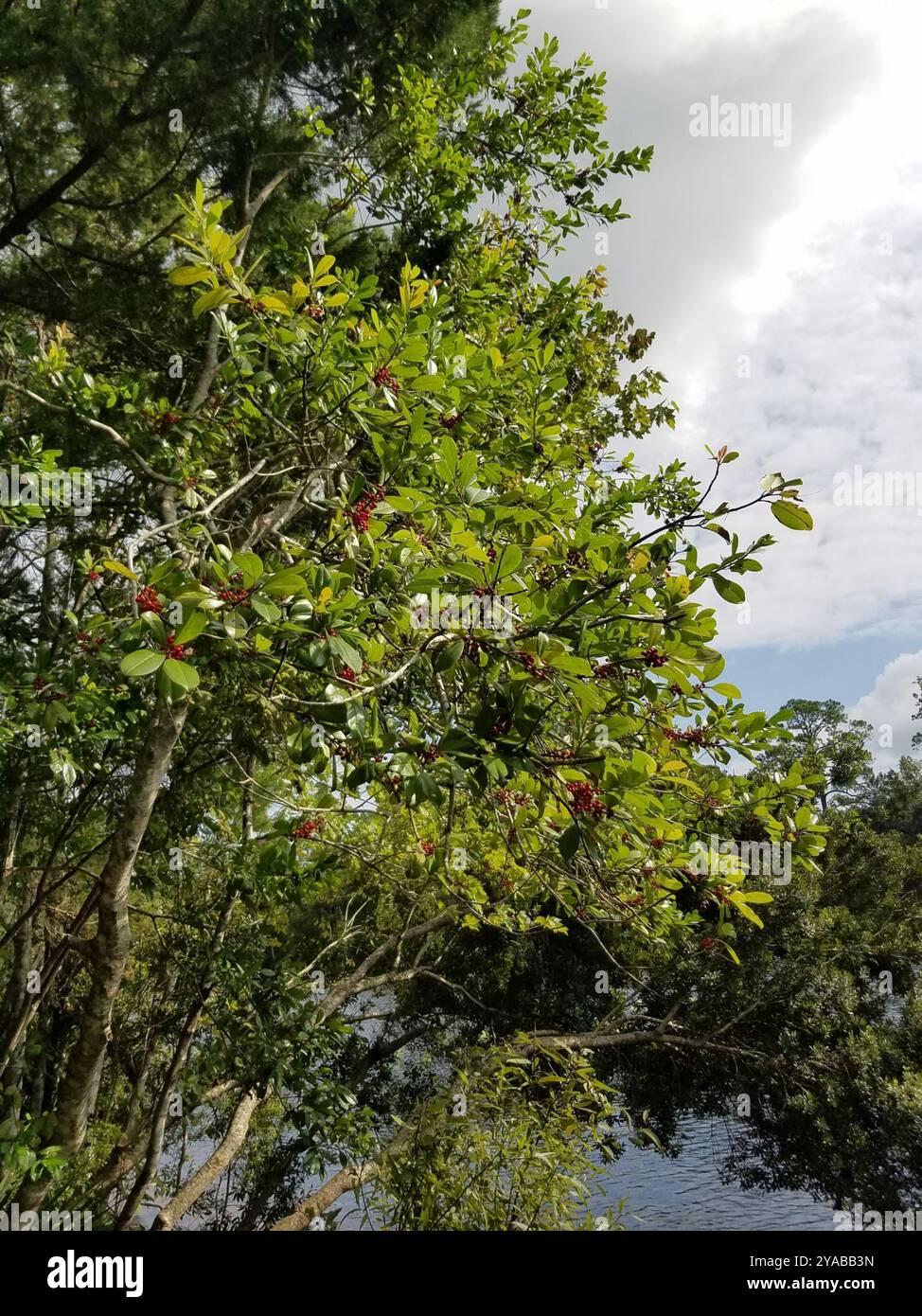 dahoon holly (Ilex cassine) Plantae Stock Photo - Alamy