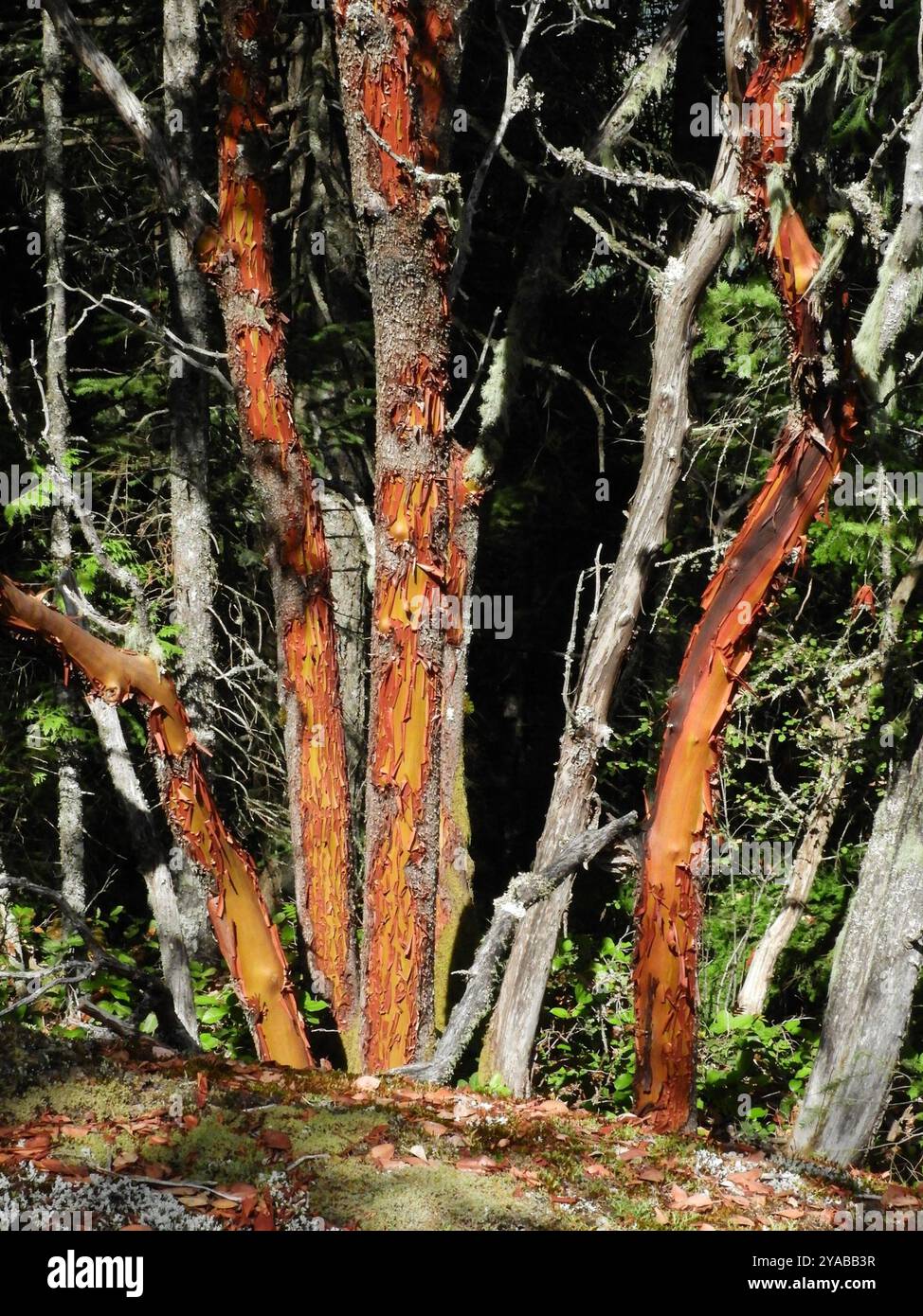 Pacific madrone (Arbutus menziesii) Plantae Stock Photo - Alamy