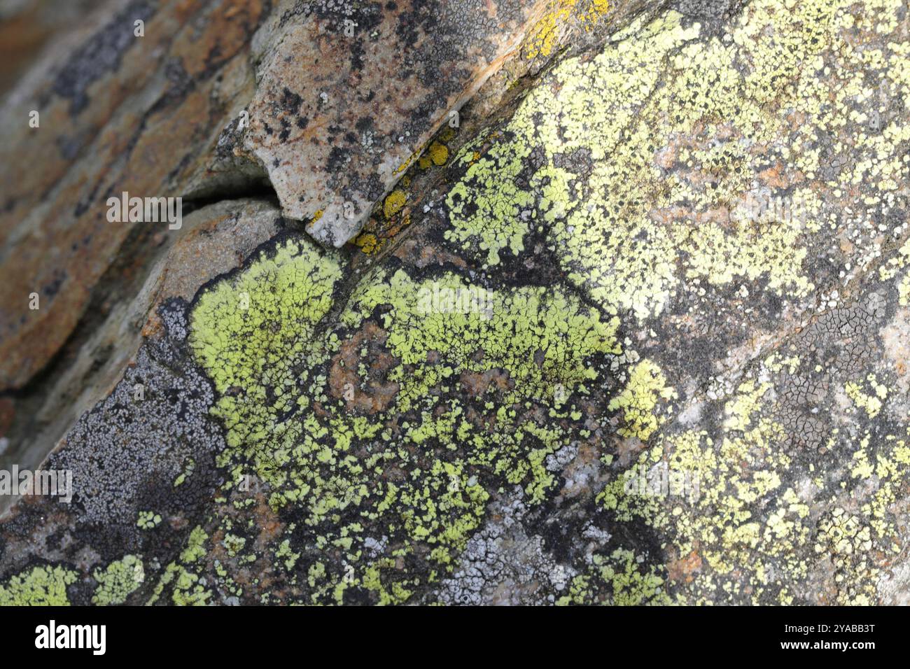 yellow map lichen (Rhizocarpon geographicum) Fungi Stock Photo - Alamy