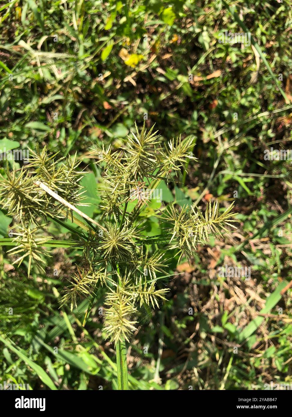 Fragrant flatsedge (Cyperus odoratus) Plantae Stock Photo - Alamy
