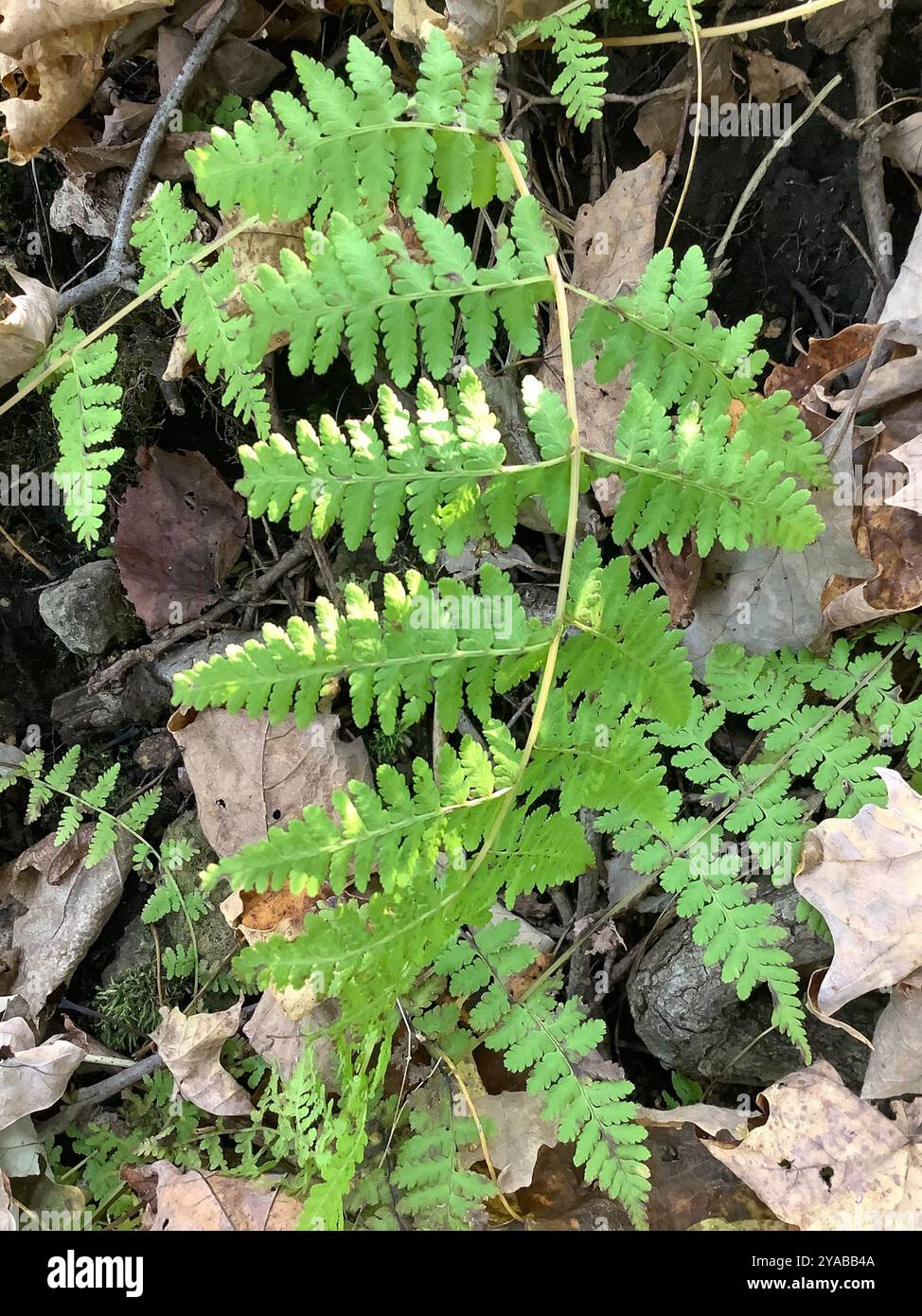 ferns (Polypodiopsida) Plantae Stock Photo - Alamy