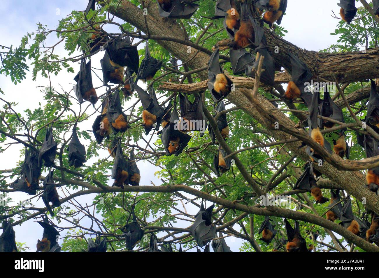 Flying fox bat hanging tree hi-res stock photography and images - Alamy
