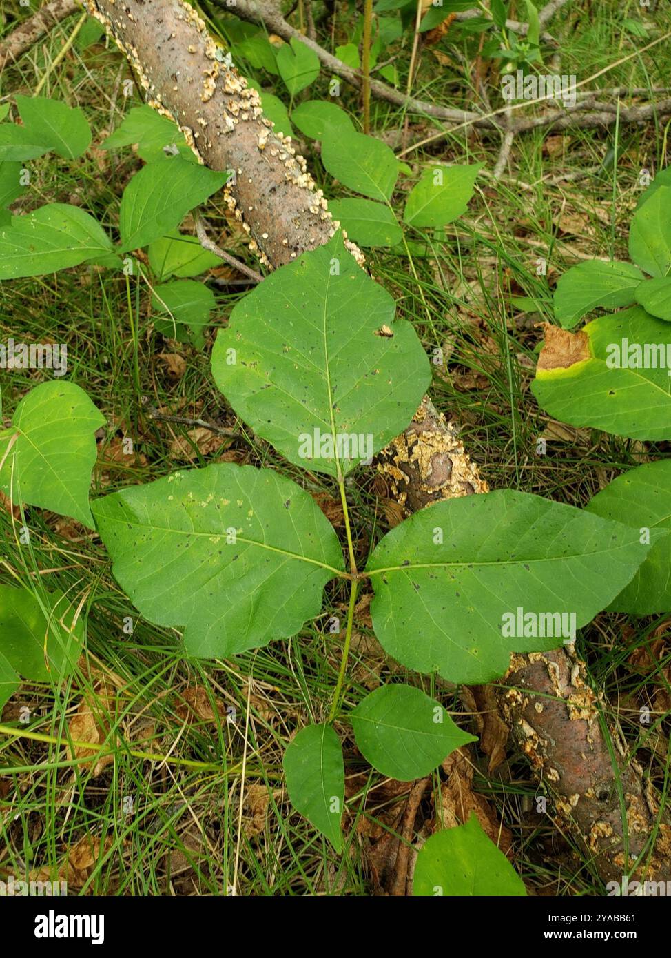 poison ivies and oaks (Toxicodendron) Plantae Stock Photo - Alamy