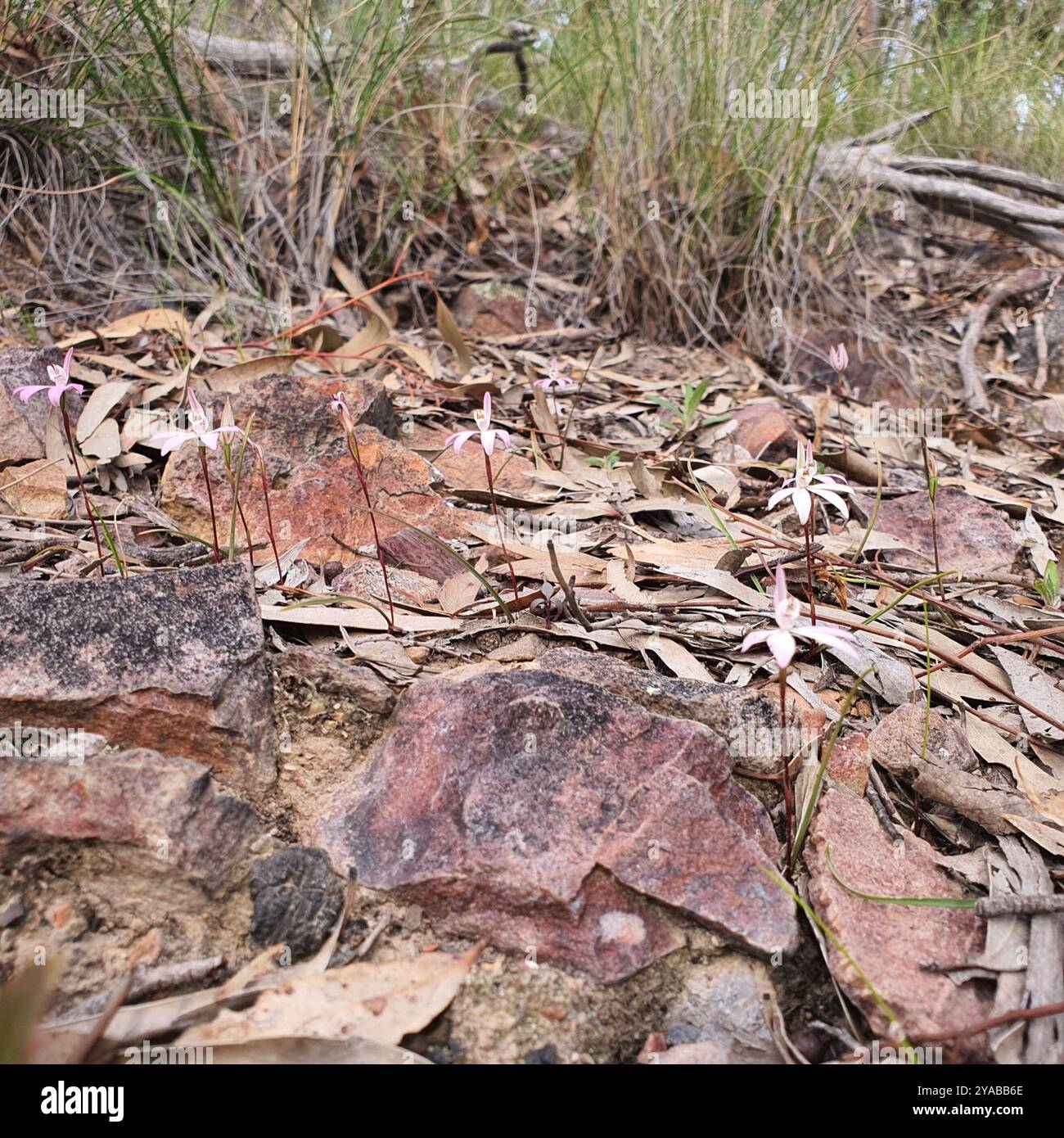 Dusky Fingers (Caladenia fuscata) Plantae Stock Photo - Alamy