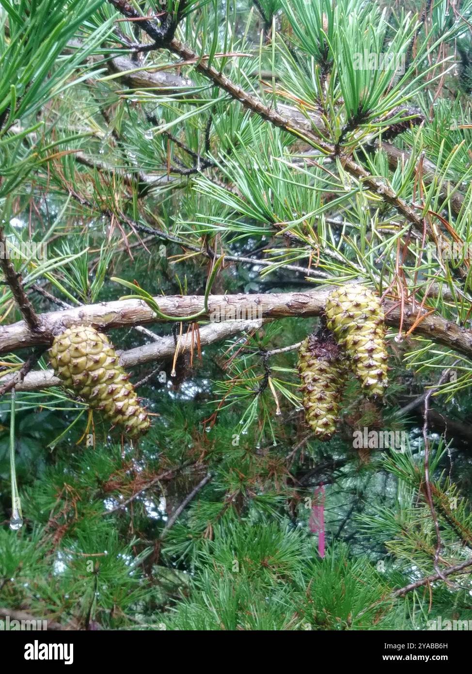 Virginia pine (Pinus virginiana) Plantae Stock Photo - Alamy