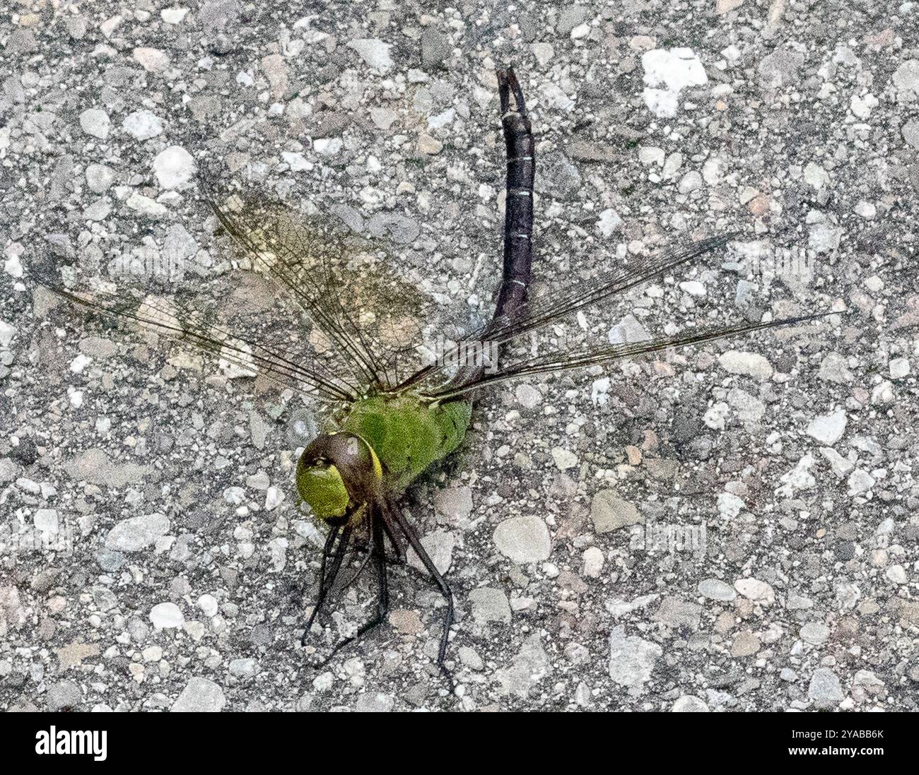 Common Green Darner (Anax junius) Insecta Stock Photo - Alamy