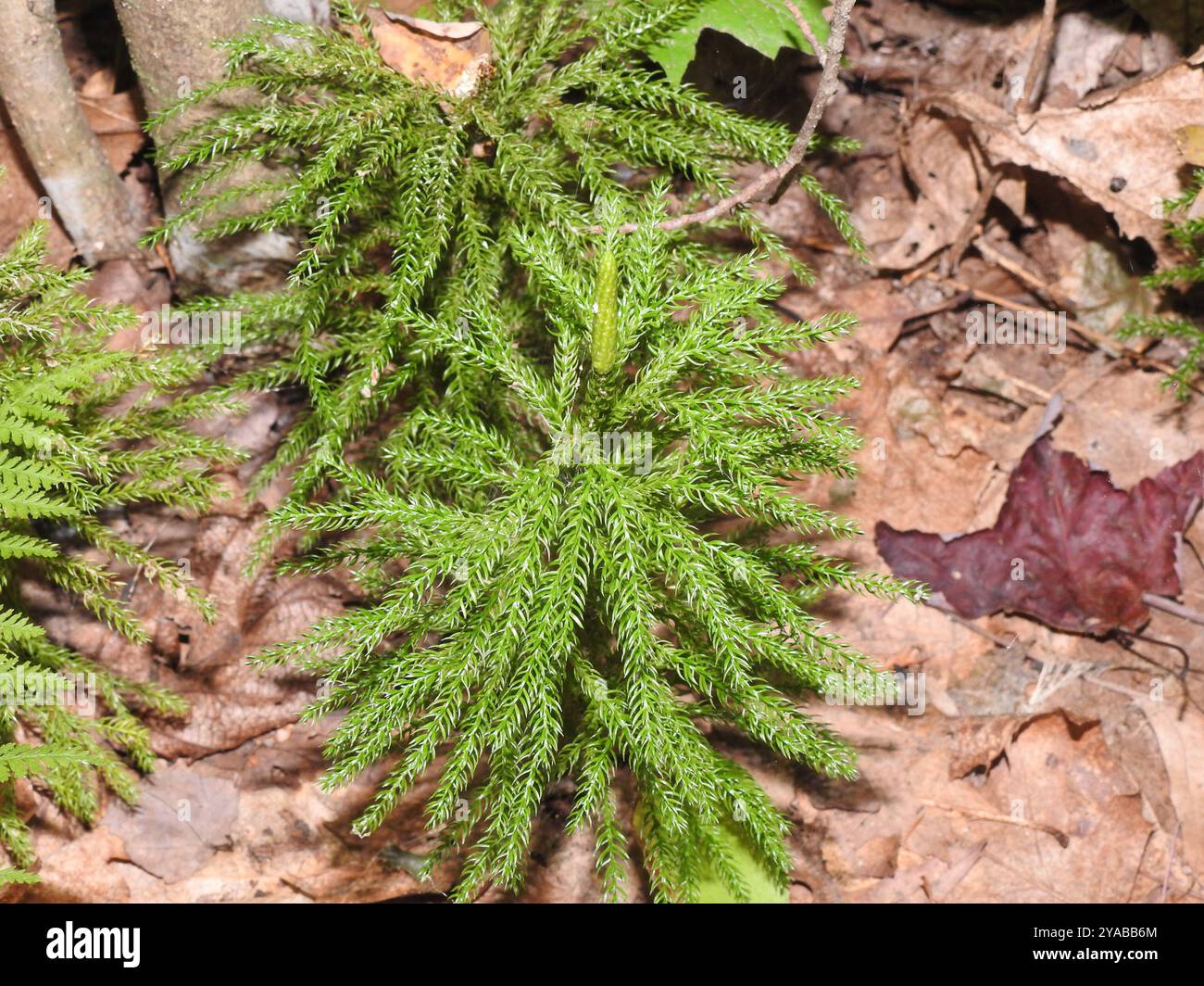prickly tree-clubmoss (Dendrolycopodium dendroideum) Plantae Stock ...