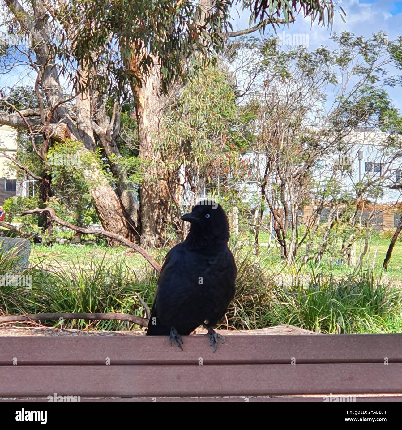 Australian Raven (Corvus coronoides) Aves Stock Photo - Alamy