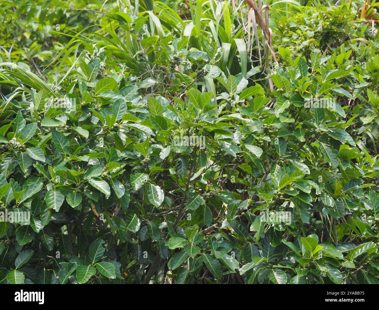 Hauili fig tree (Ficus septica) Plantae Stock Photo - Alamy