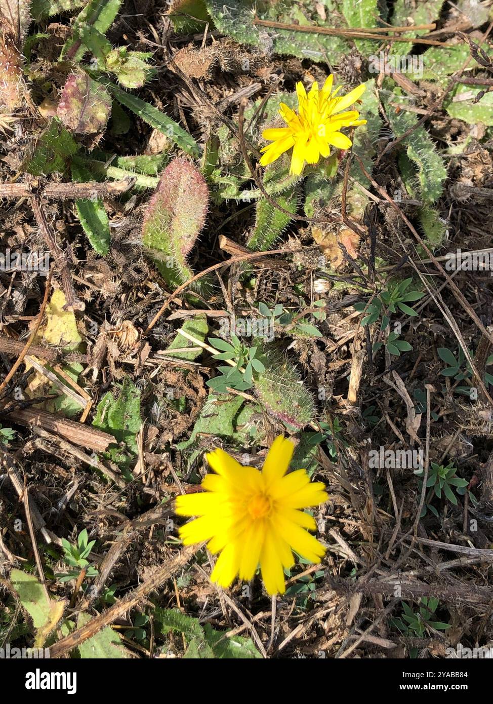 Common Cat's-ear (Hypochaeris radicata) Plantae Stock Photo - Alamy