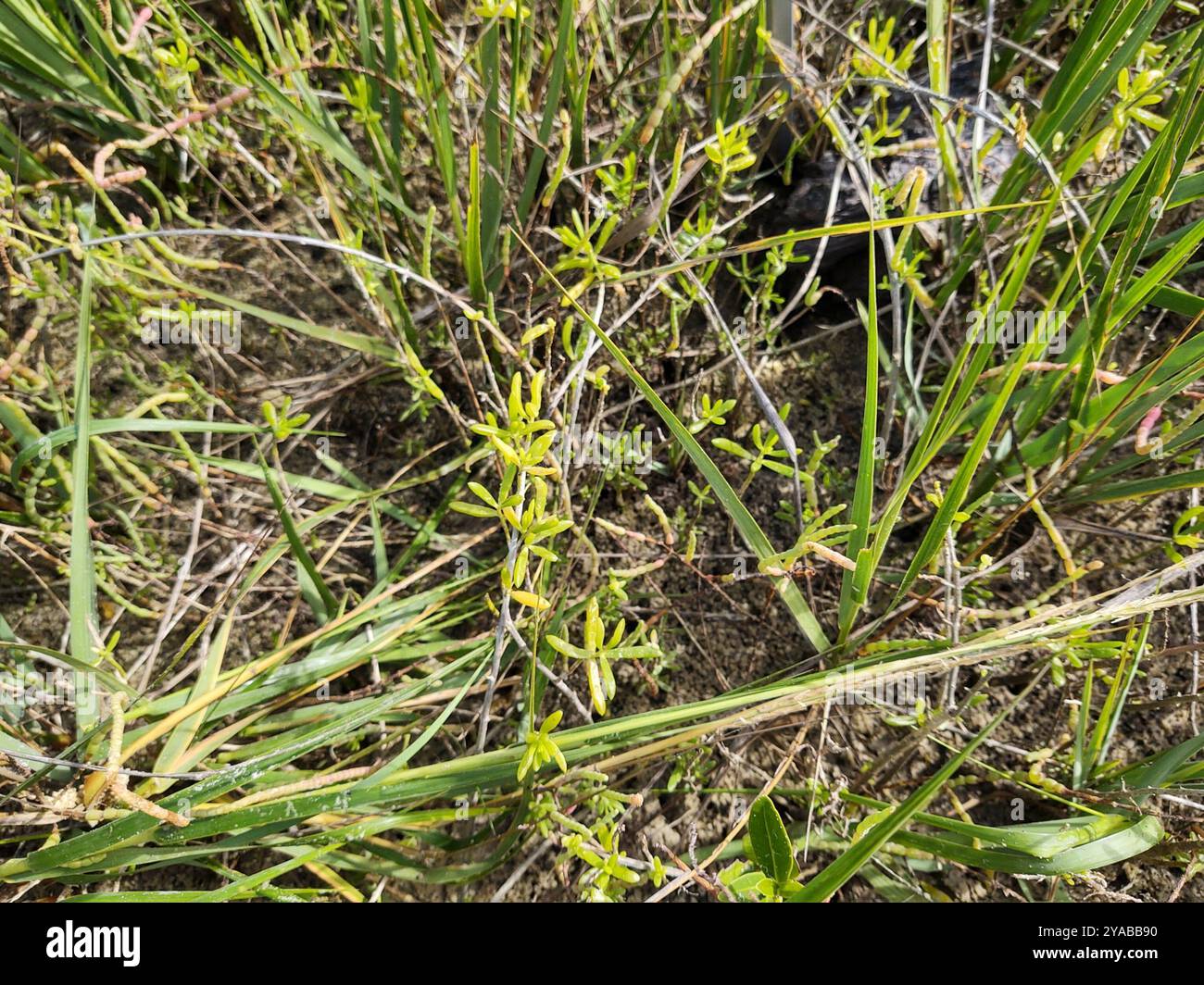 Saltwort (Batis maritima) Plantae Stock Photo - Alamy