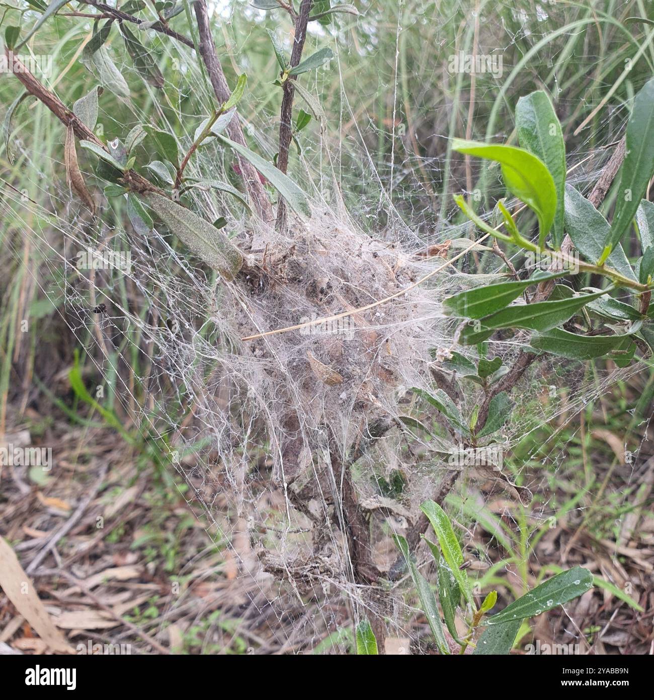 House Spiders (Badumna) Arachnida Stock Photo - Alamy