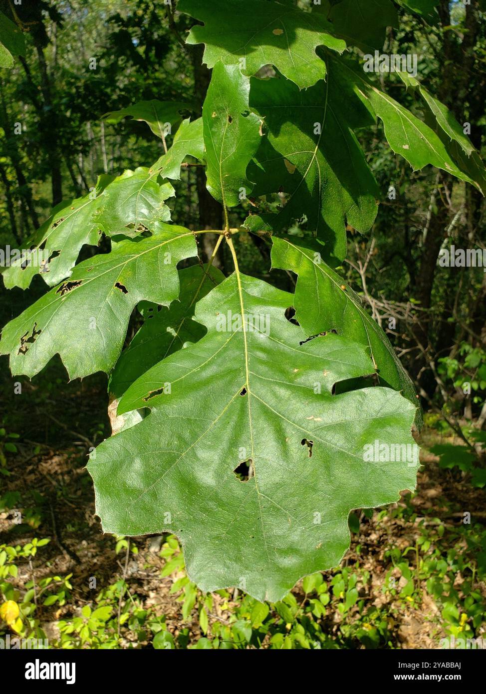 oaks (Quercus) Plantae Stock Photo - Alamy