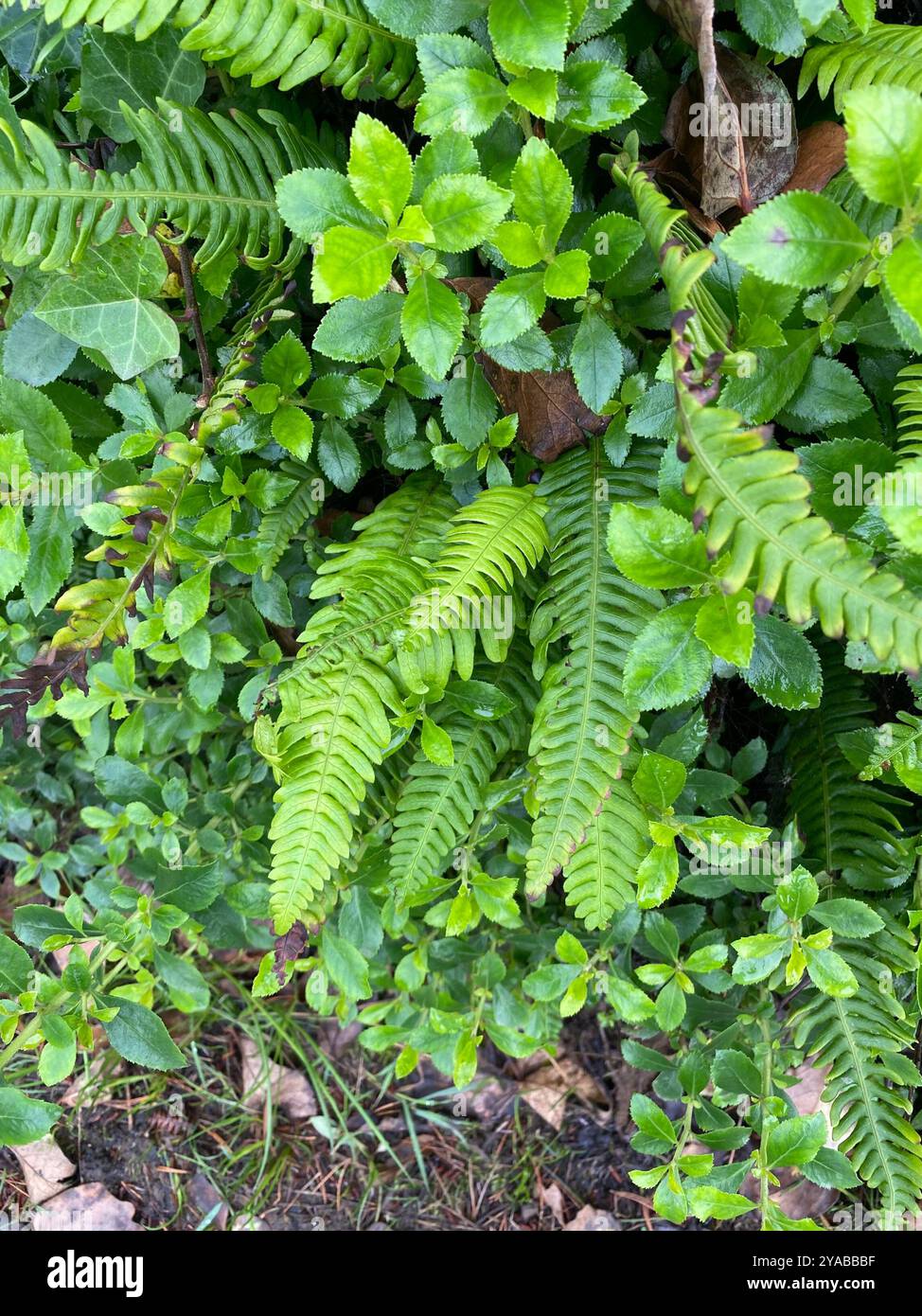 Polypodiales plantae hi-res stock photography and images - Alamy