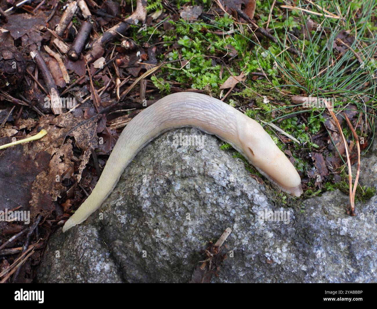 Ash-black Slug (Limax cinereoniger) Mollusca Stock Photo - Alamy