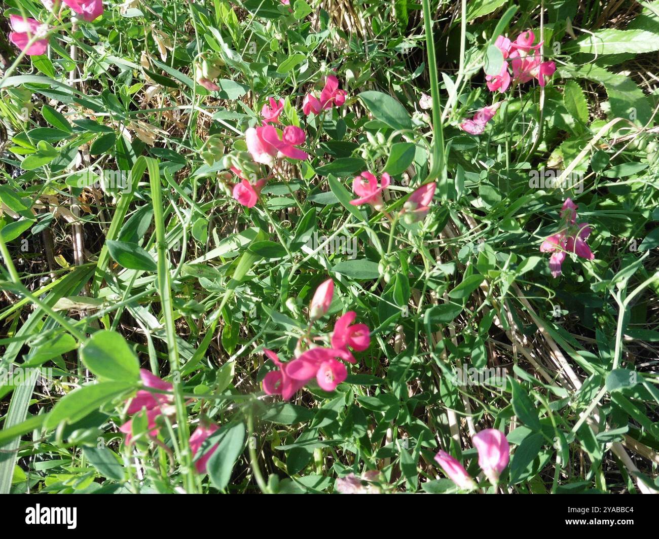 tuberous pea (Lathyrus tuberosus) Plantae Stock Photo - Alamy