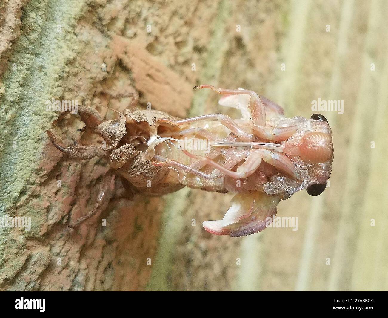 Fall Southeastern Dusk-singing Cicada (Megatibicen figuratus) Insecta ...
