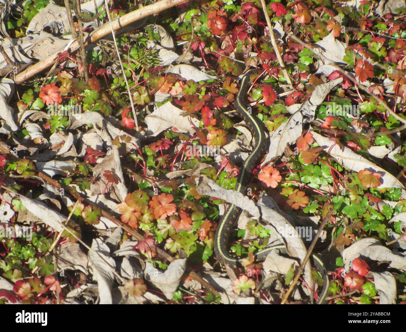 Red-spotted Garter Snake (Thamnophis sirtalis concinnus) Reptilia Stock ...