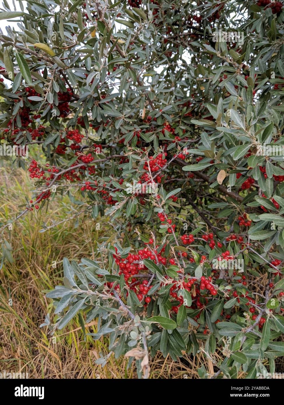 silver buffaloberry (Shepherdia argentea) Plantae Stock Photo - Alamy