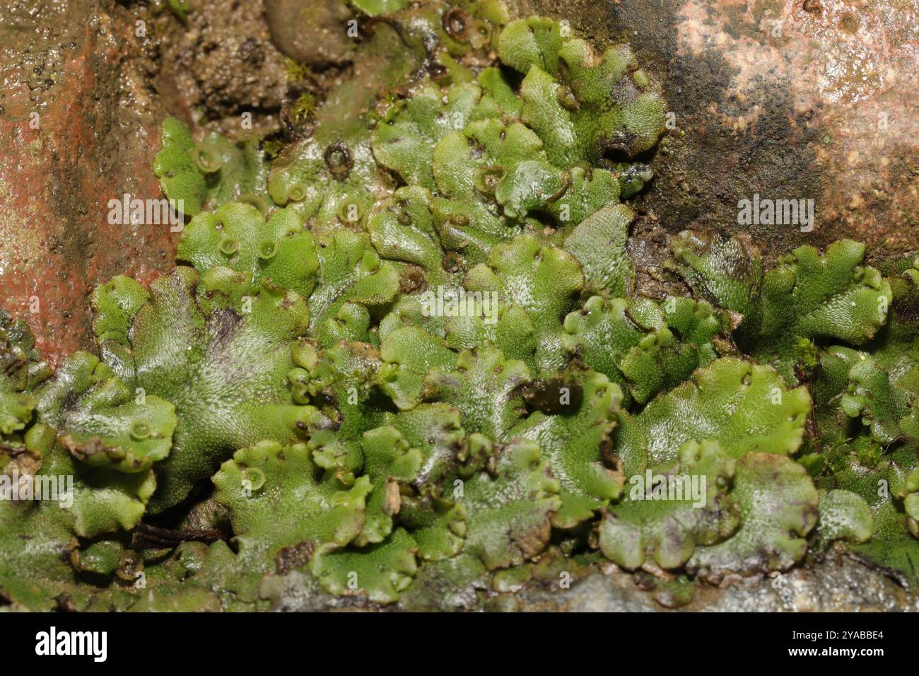 (Marchantia polymorpha ruderalis) Plantae Stock Photo - Alamy