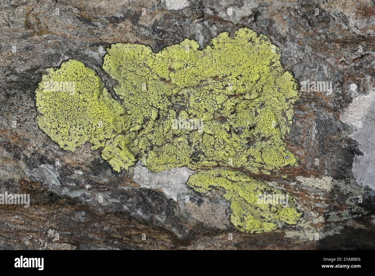 yellow map lichen (Rhizocarpon geographicum) Fungi Stock Photo - Alamy