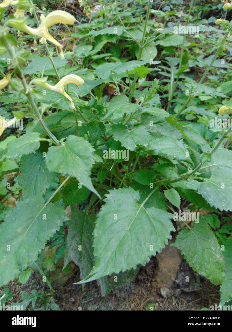 Sticky Sage (Salvia glutinosa) Plantae Stock Photo - Alamy