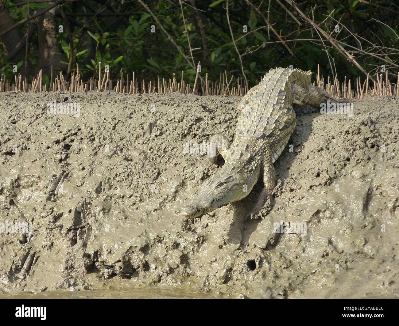 West African Crocodile (Crocodylus suchus) Reptilia Stock Photo - Alamy