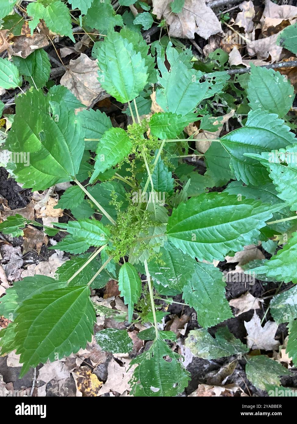 Canada clearweed (Pilea pumila) Plantae Stock Photo - Alamy