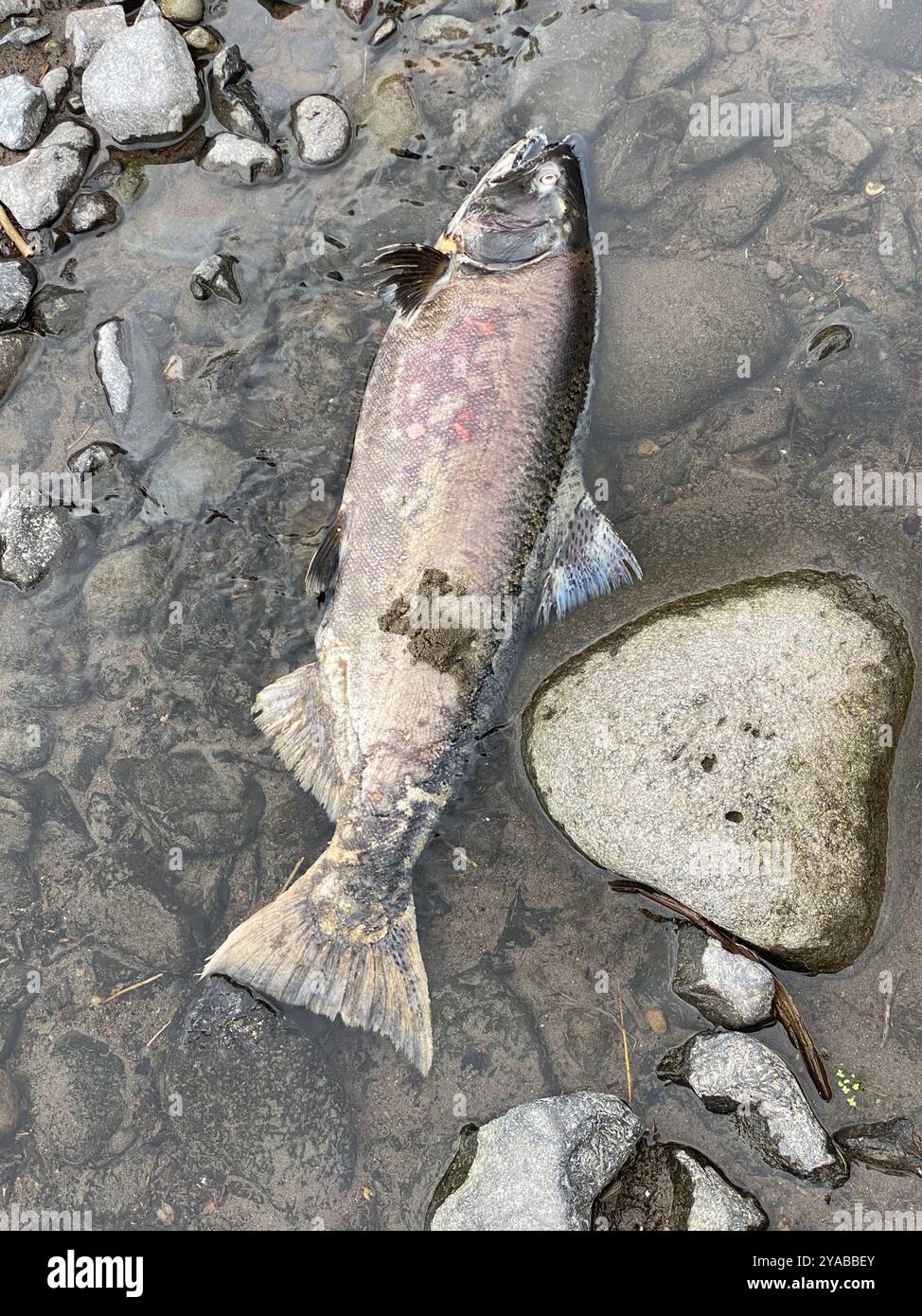 Chinook Salmon (Oncorhynchus tshawytscha) Actinopterygii Stock Photo ...
