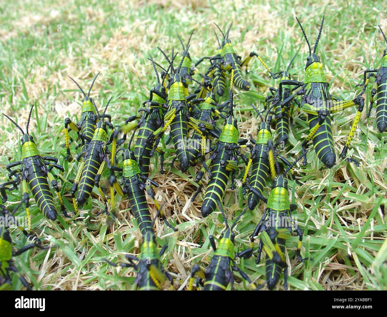 Green Milkweed Locust (Phymateus viridipes) Insecta Stock Photo - Alamy