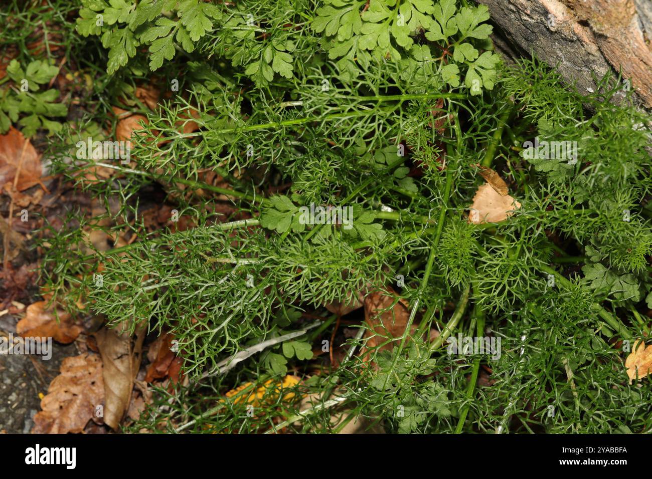 scentless mayweed (Tripleurospermum inodorum) Plantae Stock Photo - Alamy