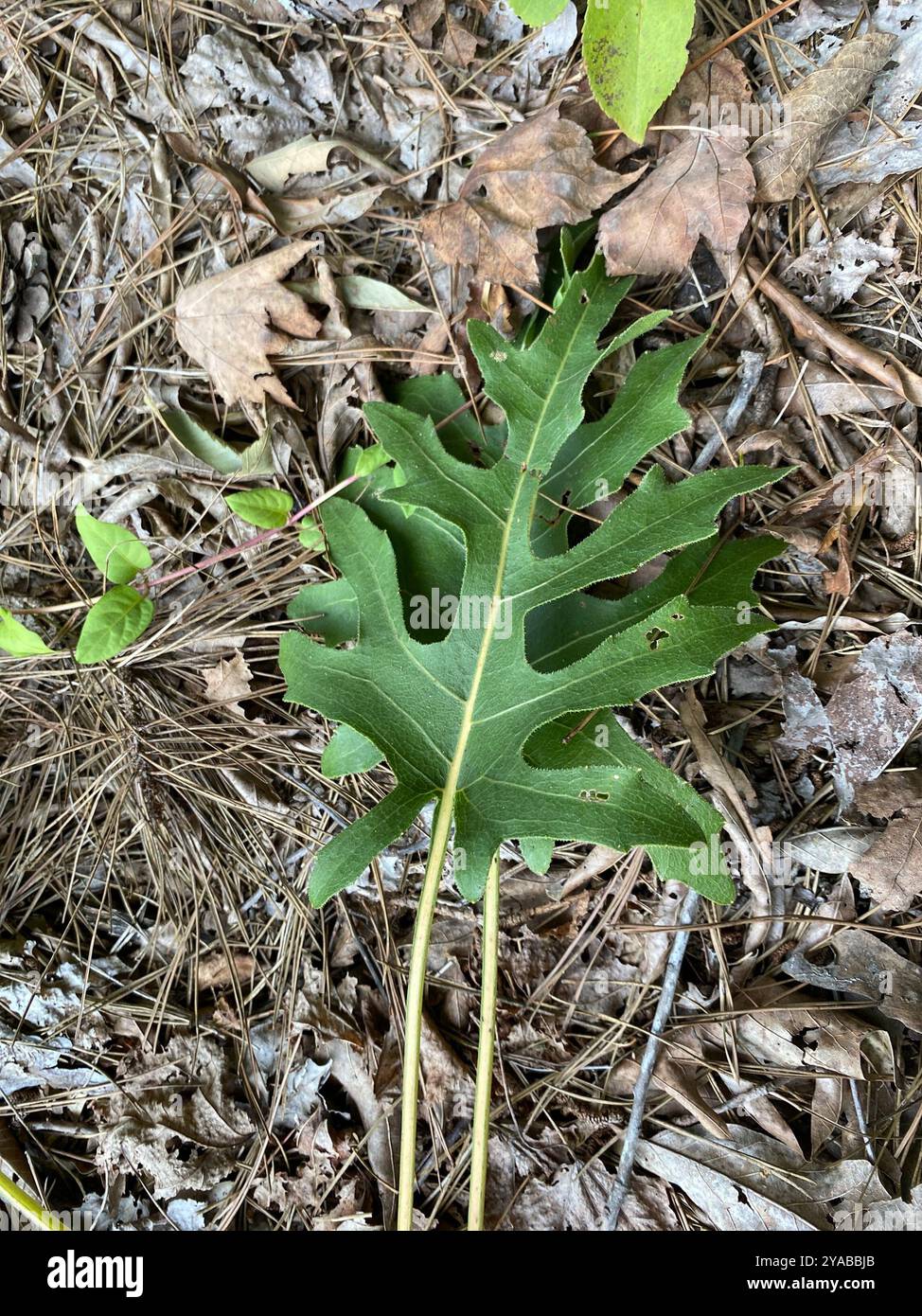Kidney-leaf Rosinweed (Silphium compositum) Plantae Stock Photo - Alamy