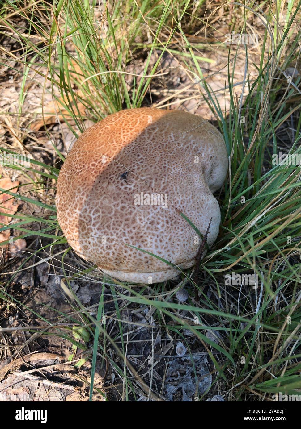 Brain puffball (Calvatia craniiformis) Fungi Stock Photo - Alamy