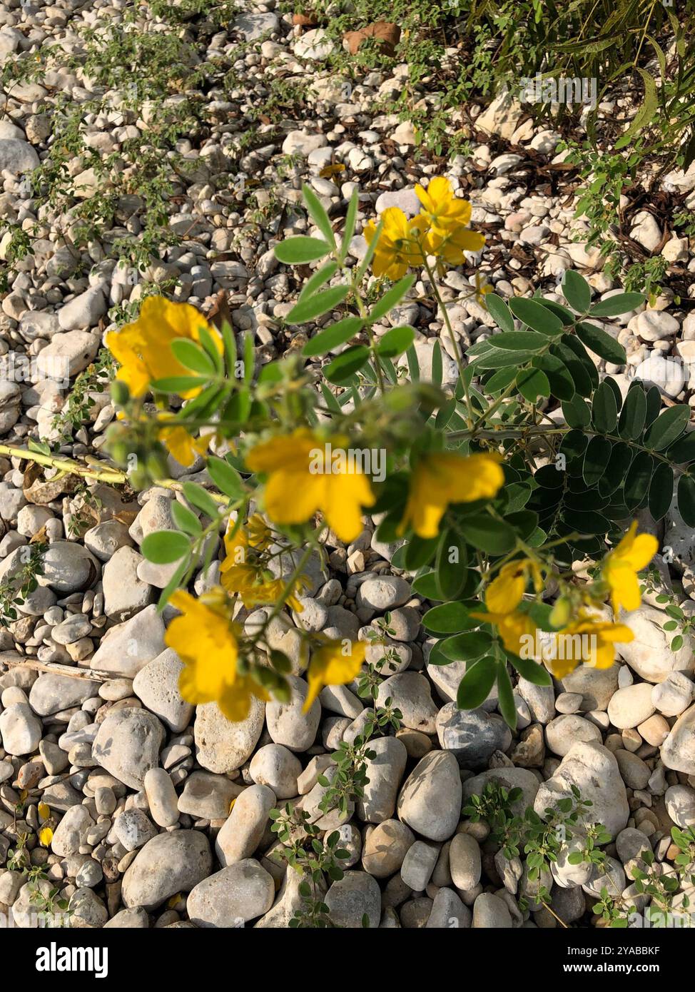 Lindheimer's Senna (Senna lindheimeriana) Plantae Stock Photo - Alamy