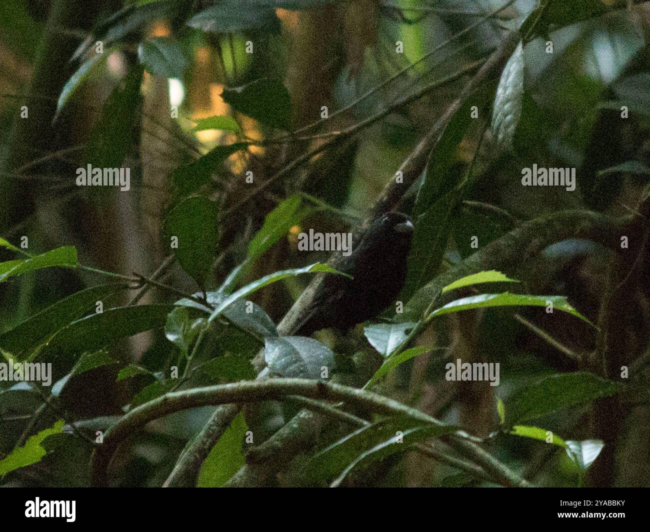 Blackish-blue Seedeater (Amaurospiza moesta) Aves Stock Photo - Alamy