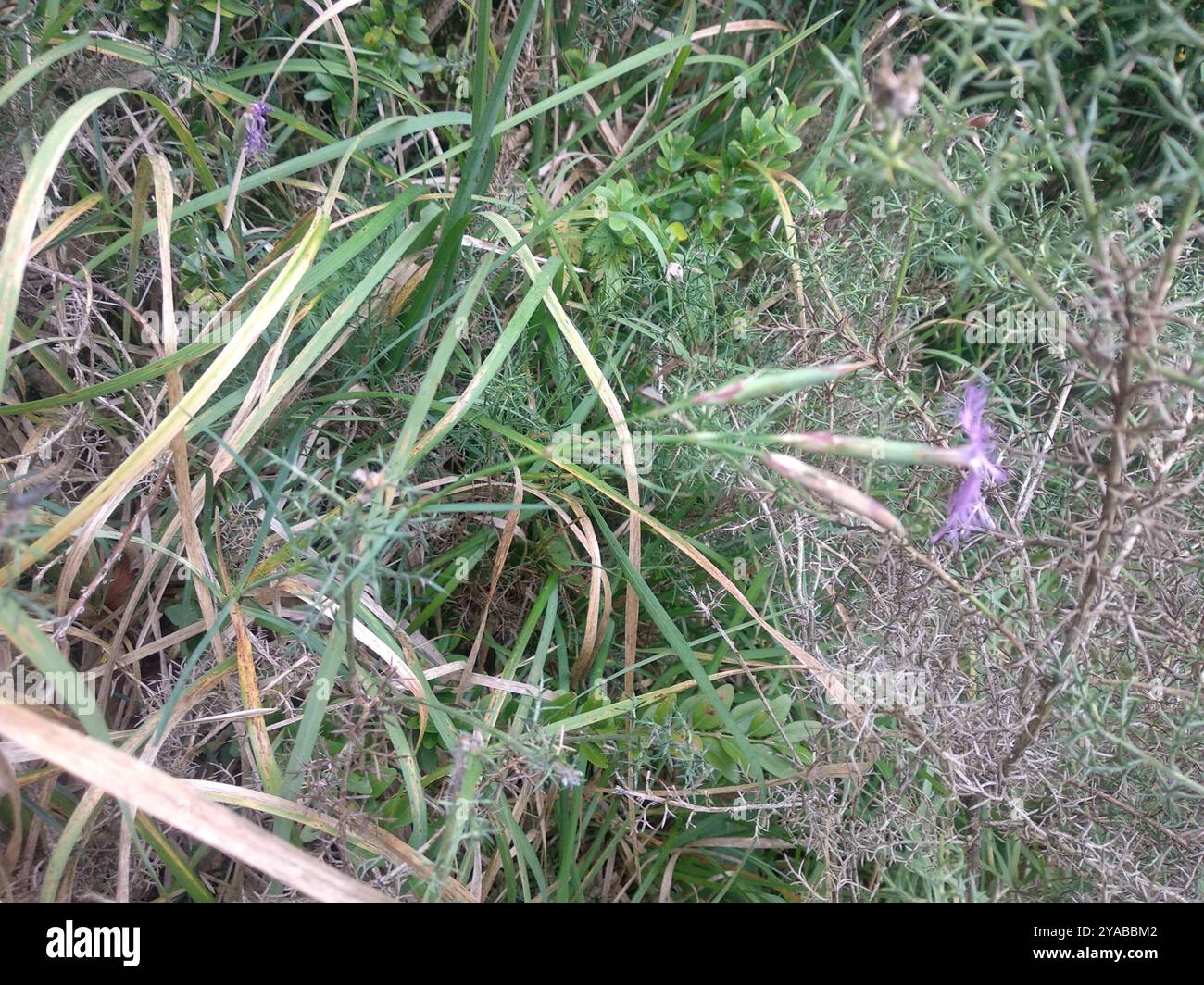 Fringed Pink (Dianthus hyssopifolius) Plantae Stock Photo - Alamy