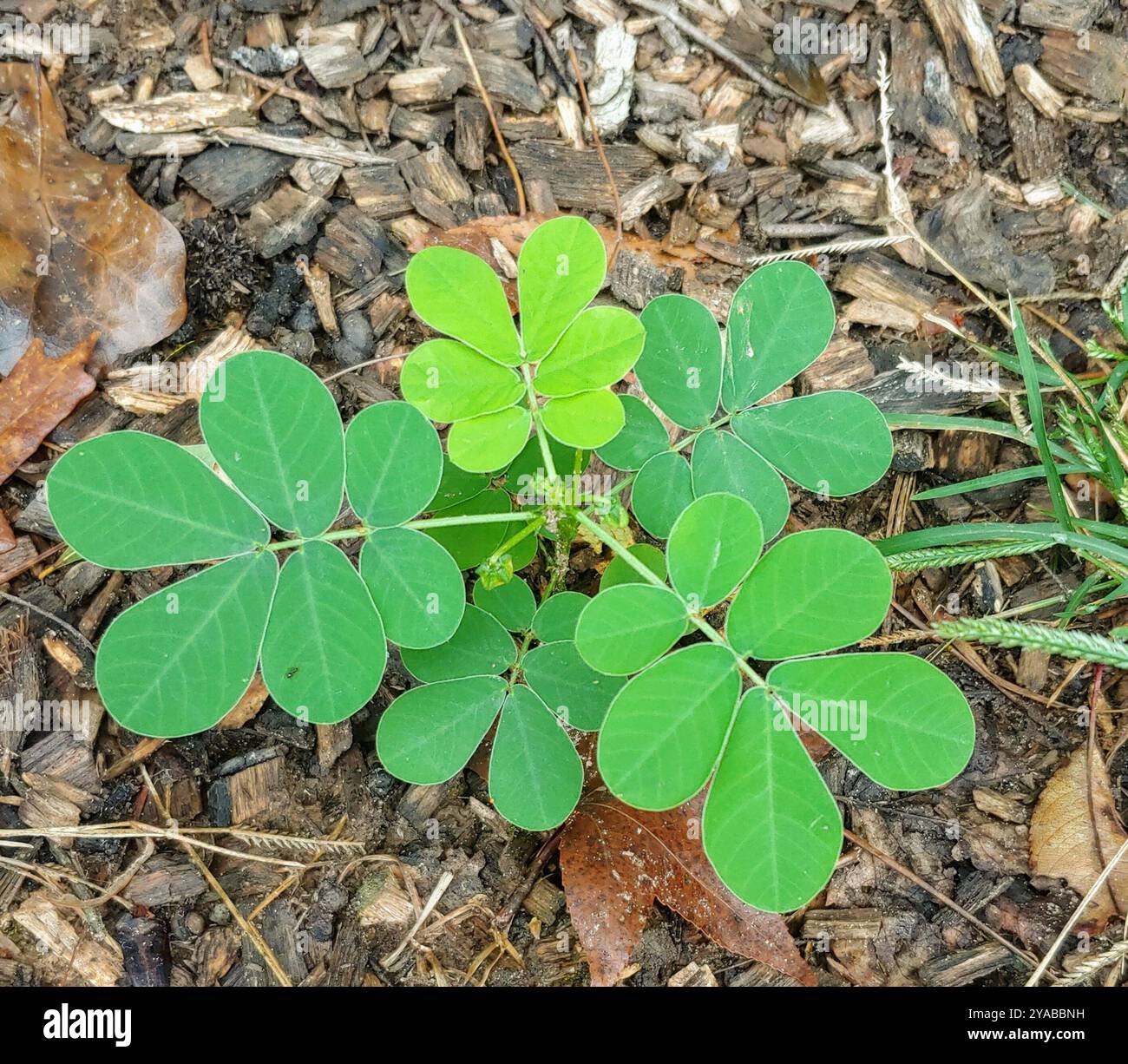American Sicklepod (Senna obtusifolia) Plantae Stock Photo - Alamy